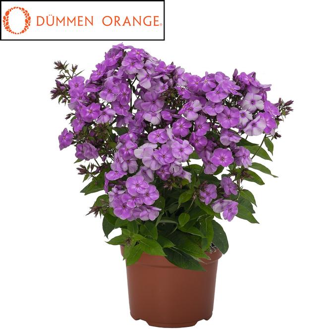 Garden Phlox Paniculata Flame Purple | Fasci Garden