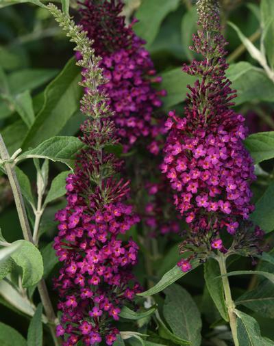 Cran Razz Butterfly Bush