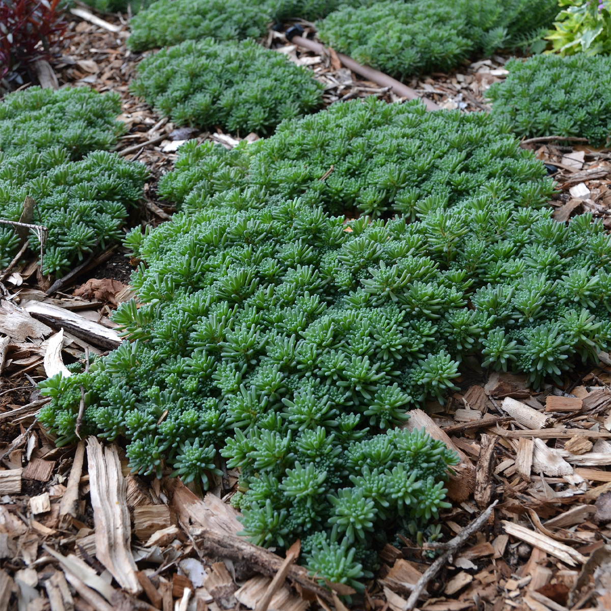 (Stonecrop) Sedum rubens Lizard from Swift Greenhouses